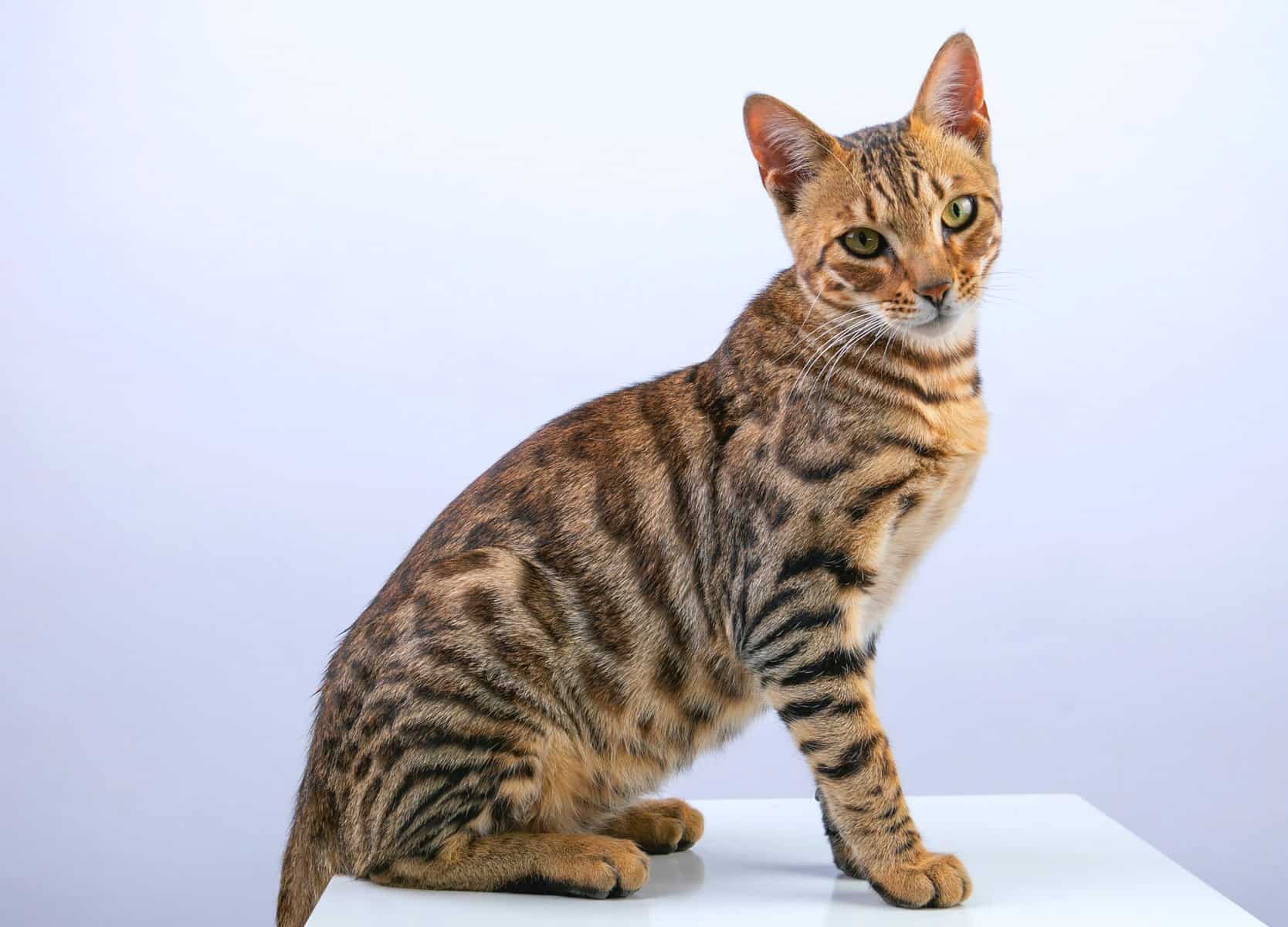Best Cat Breeds For First-Time Owners: 16 Top Choices!