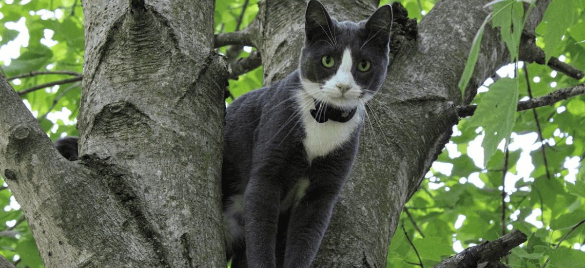 Best Outdoor Cat Breeds- 15 Cats That Love Outdoors