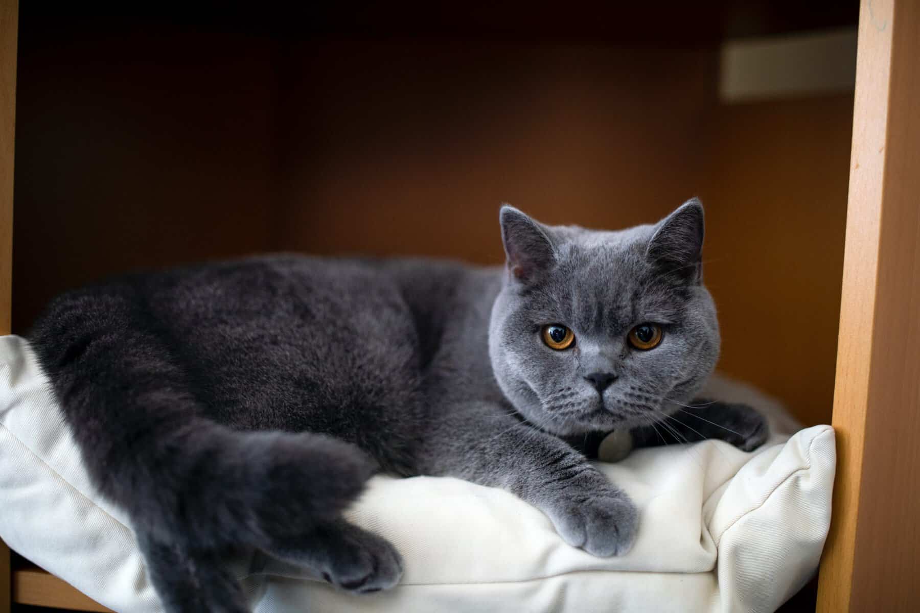 Best Cat Breeds For First-Time Owners: 16 Top Choices!