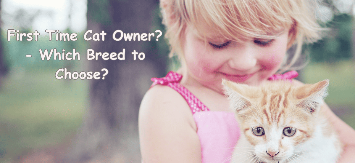 Best Cat Breeds For First-Time Owners: 16 Top Choices!