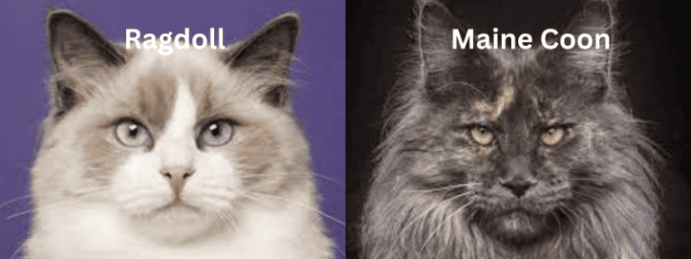 Ragdoll Cat Vs Maine Coon: A Thrilling Comparison Revealed!