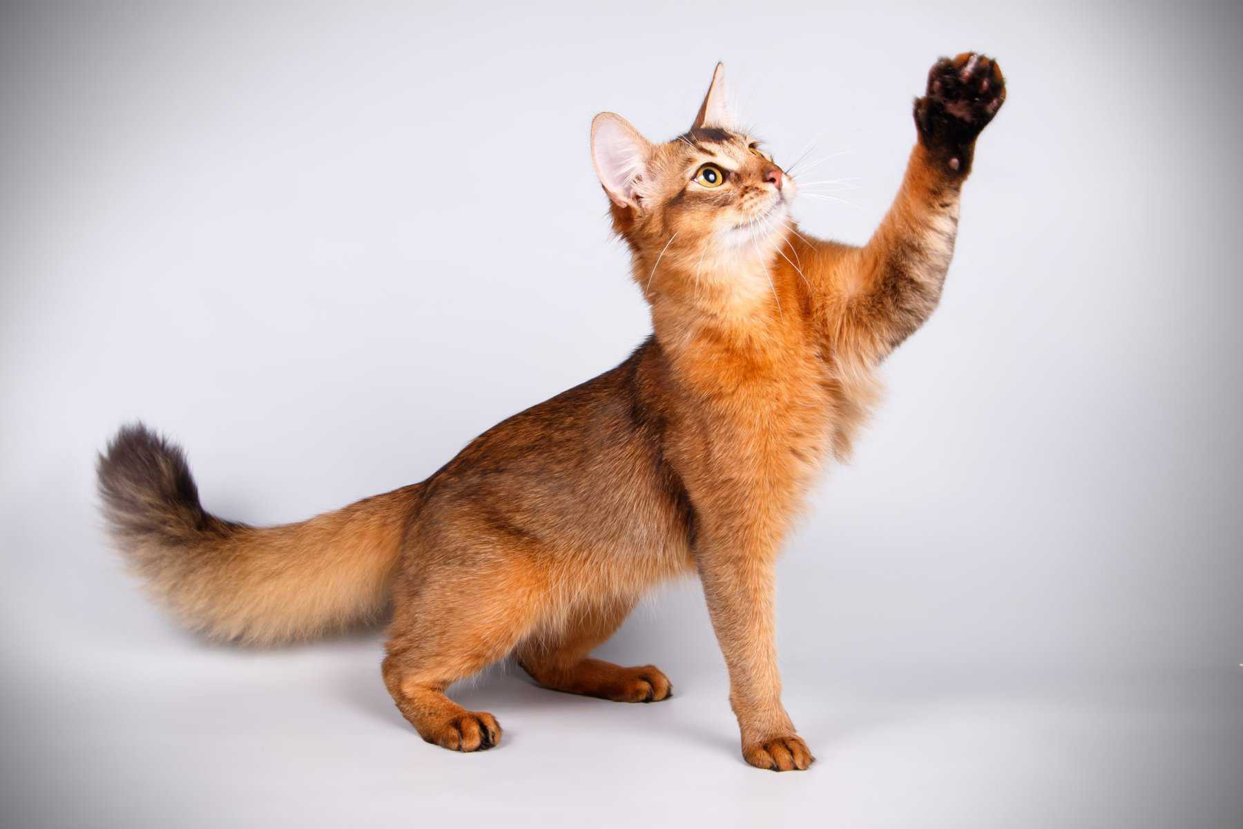 Fluffy Tail Cat Breeds: 20 Charming Cats For Cozy Cuddles!
