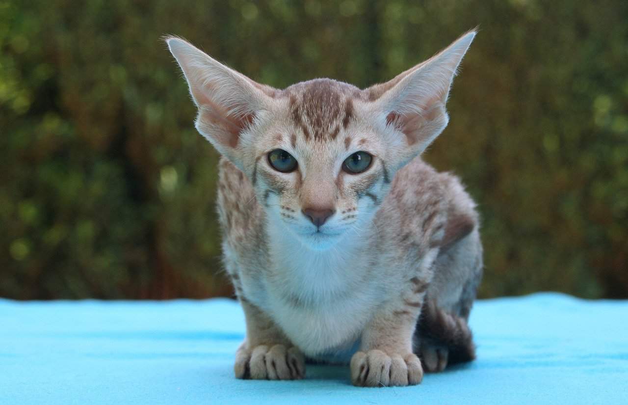 15 Exquisite Cat Breeds With Big Ears- An Exclusive Peek!