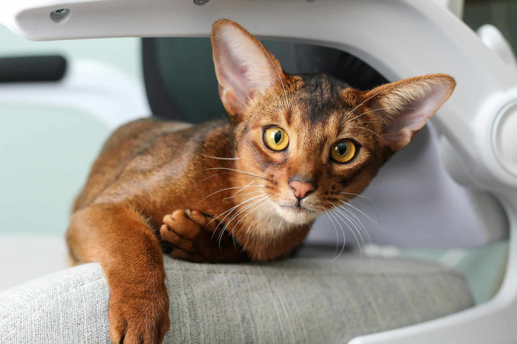 15 Exquisite Cat Breeds With Big Ears- An Exclusive Peek!