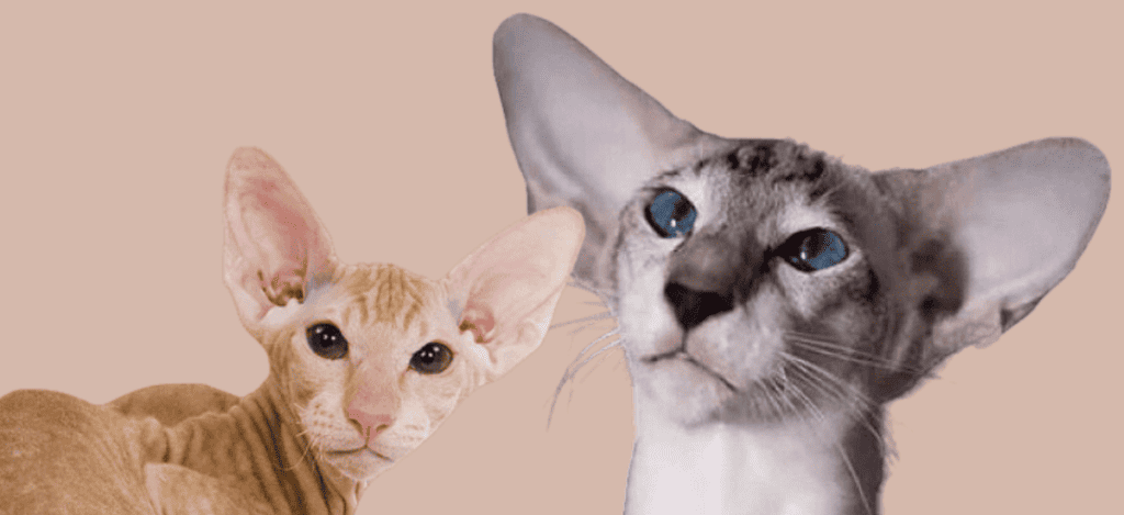 15 Exquisite Cat Breeds With Big Ears- An Exclusive Peek!