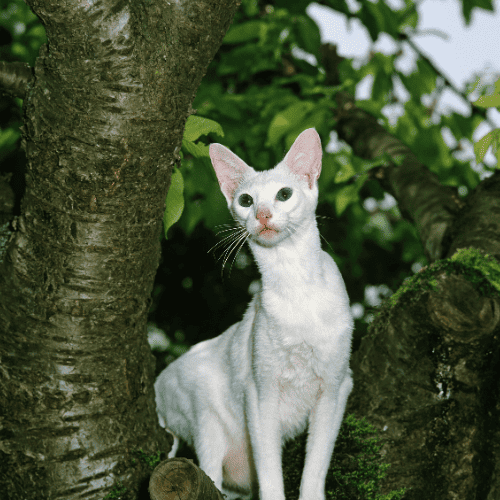 What Cat Breeds Have Blue Eyes? Meet The 12 Best