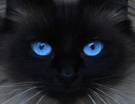 What Cat Breeds Have Blue Eyes? Meet The 12 Best