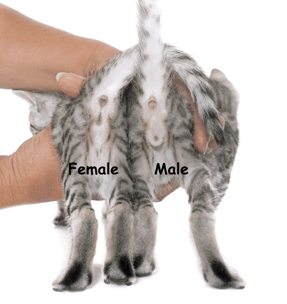 Male Vs Female Siamese Cats: Intriguing Differences