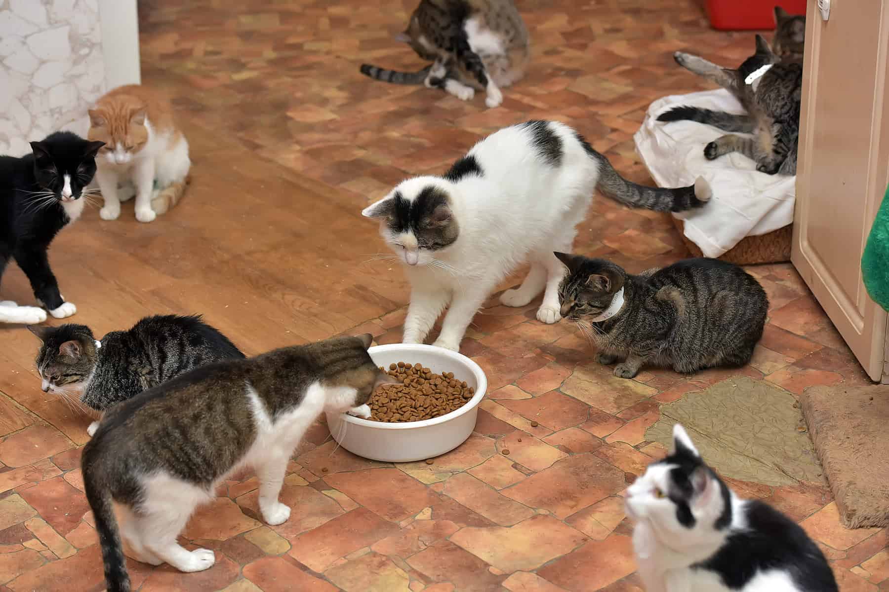 Understanding And Managing Cat Aggression