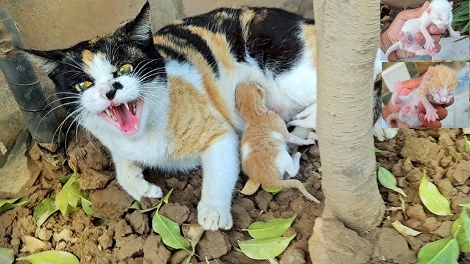 Understanding And Managing Cat Aggression