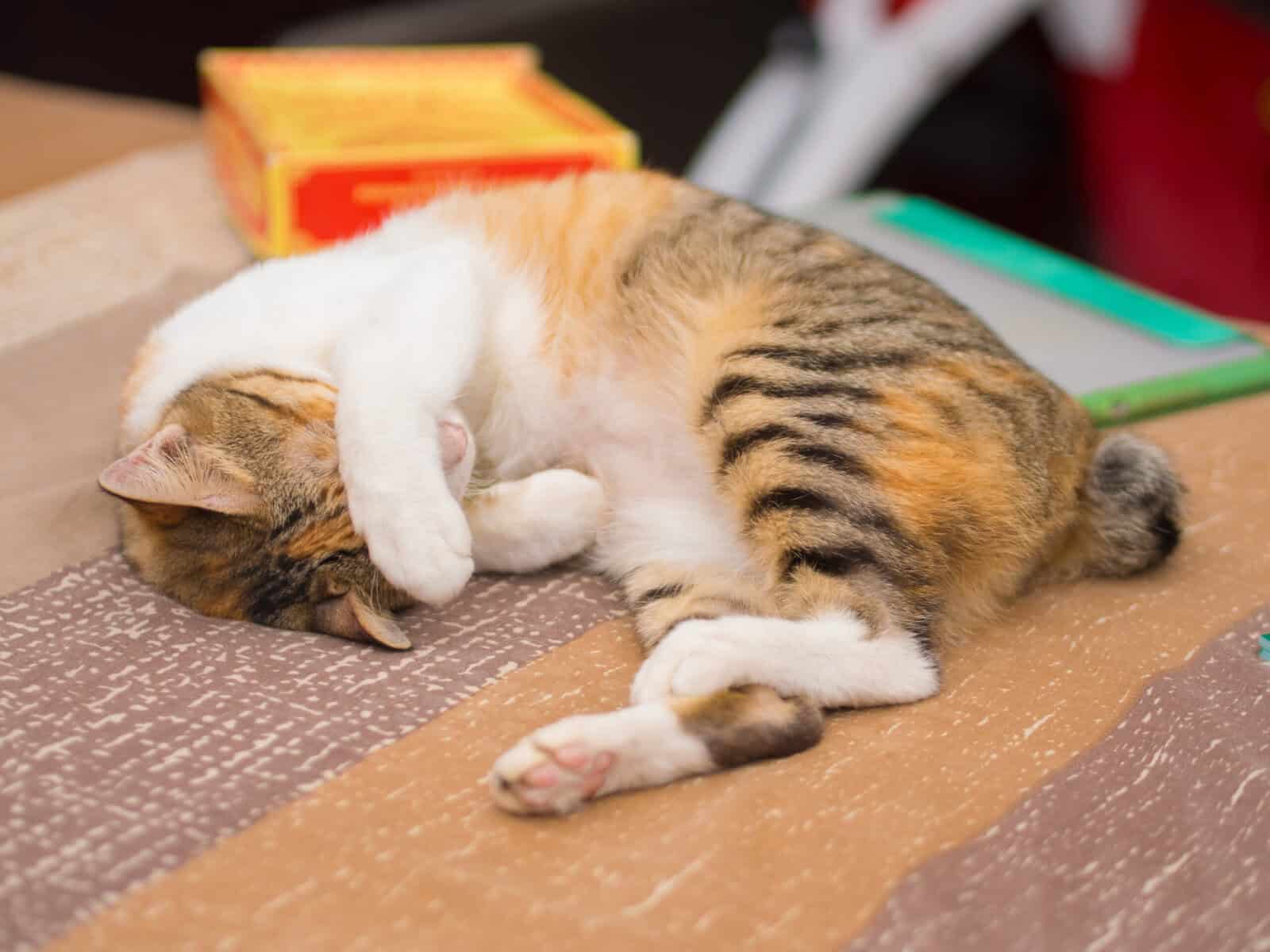 The Most Common Cat Sleeping Poses: What They Say About Your Cat’s Mood