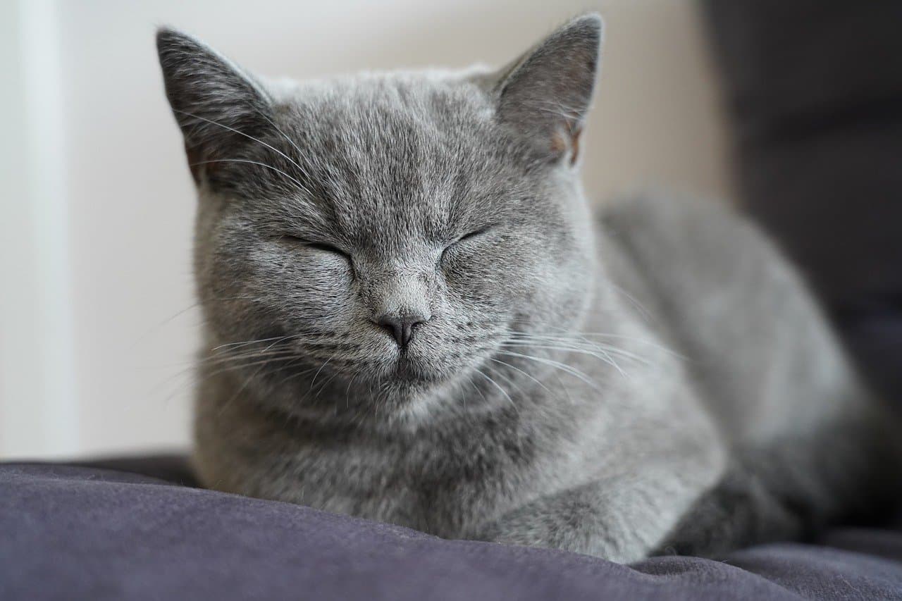 The Complete Guide To Cat Sleep: Understanding Your Feline's Sleep ...