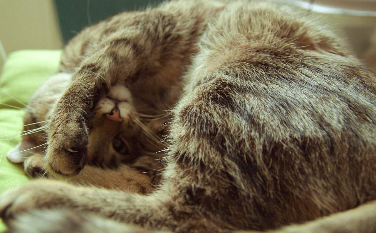 The Complete Guide To Cat Sleep: Understanding Your Feline's Sleep ...