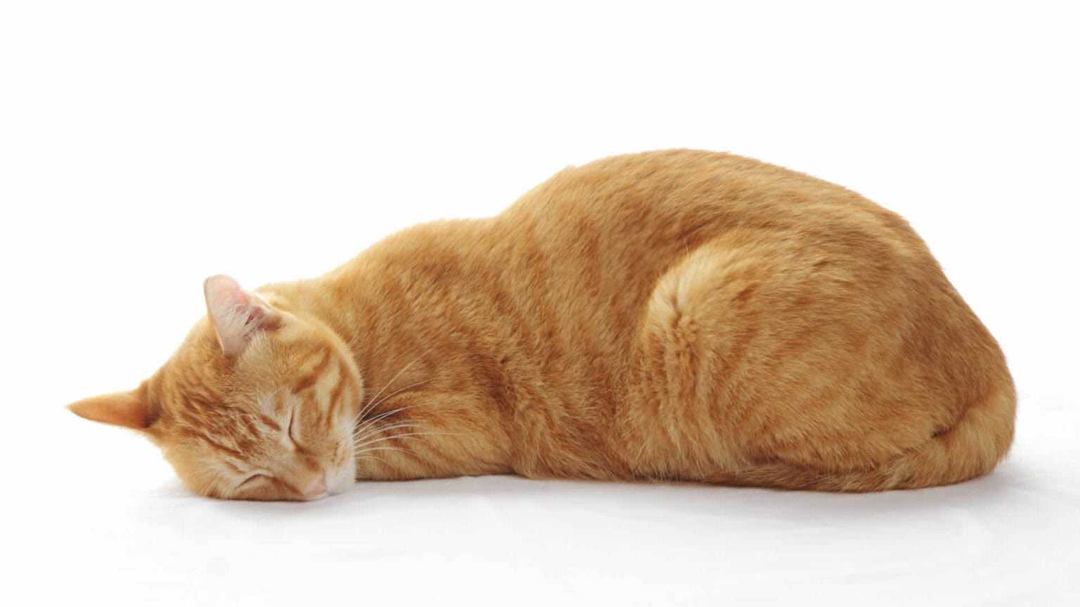 The Most Common Cat Sleeping Poses: What They Say About Your Cat’s Mood
