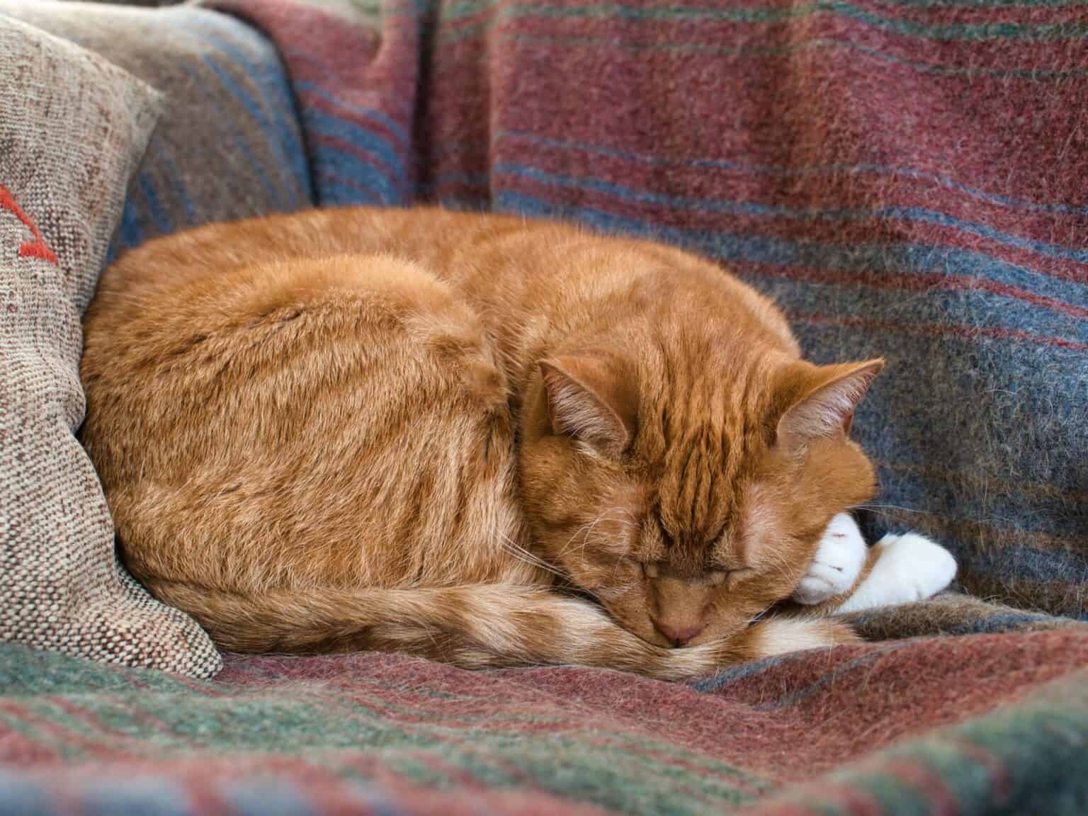 How To Tell If Your Cat Is Sleeping Too Much: When To Worry