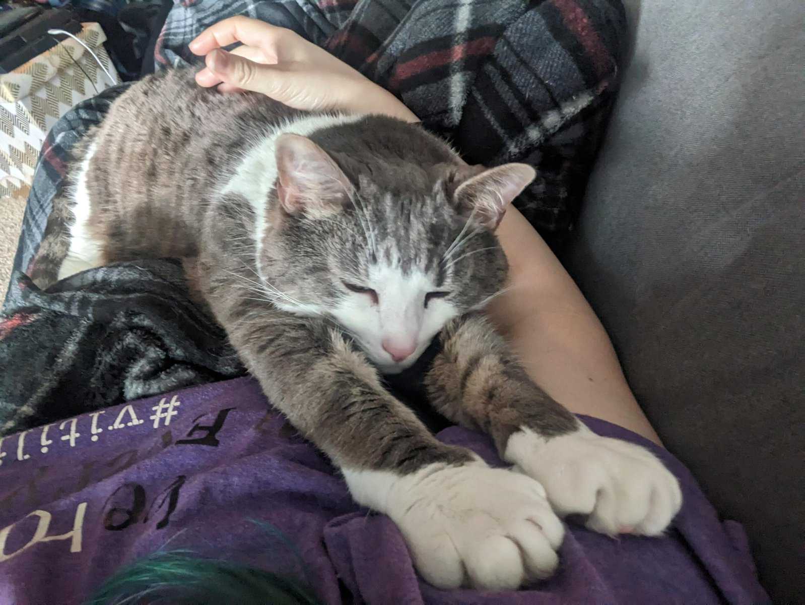 The Most Common Cat Sleeping Poses: What They Say About Your Cat’s Mood