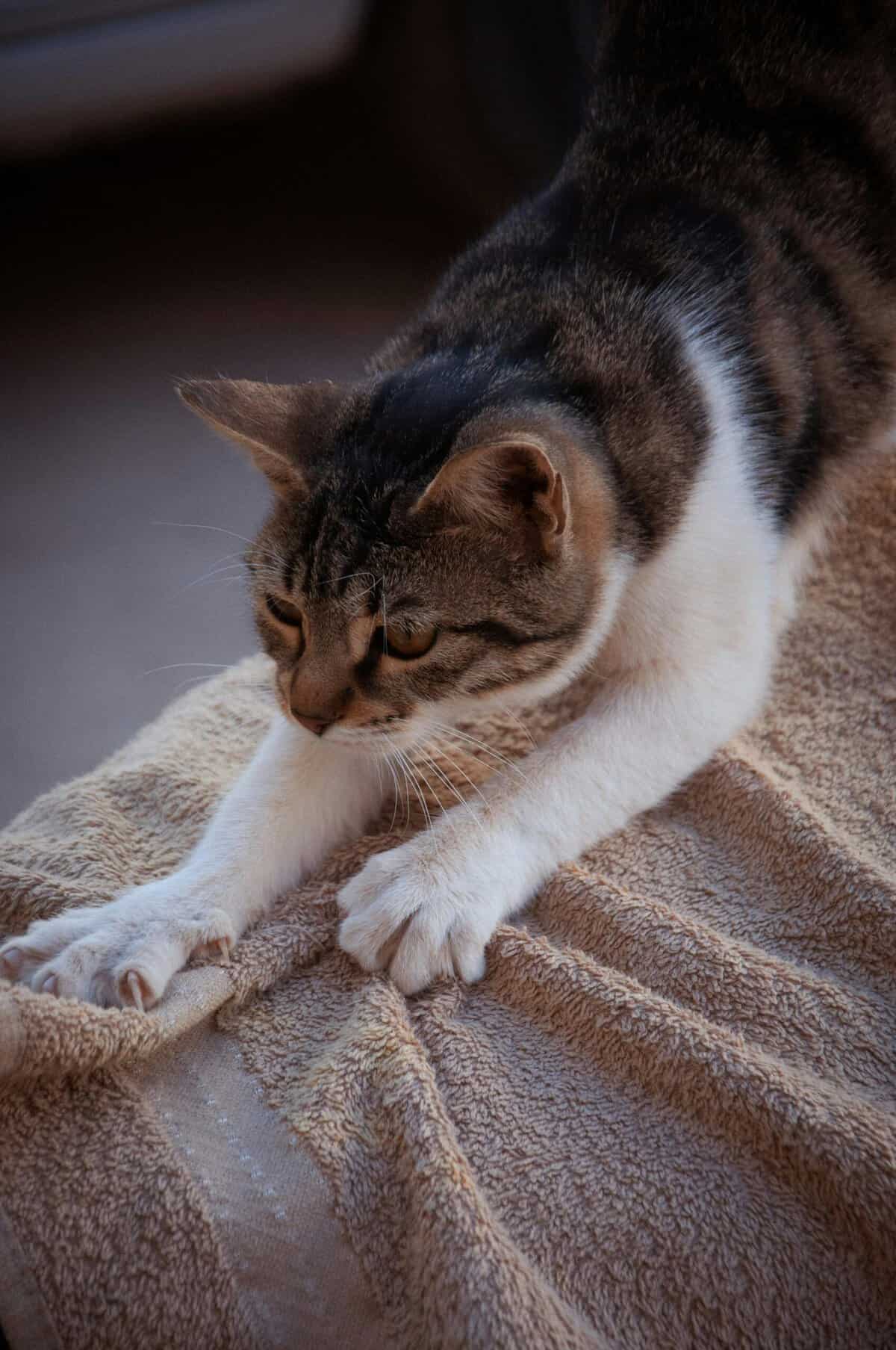 Weird Cat Behaviors Explained- Why Cats Do The Strangest Things?