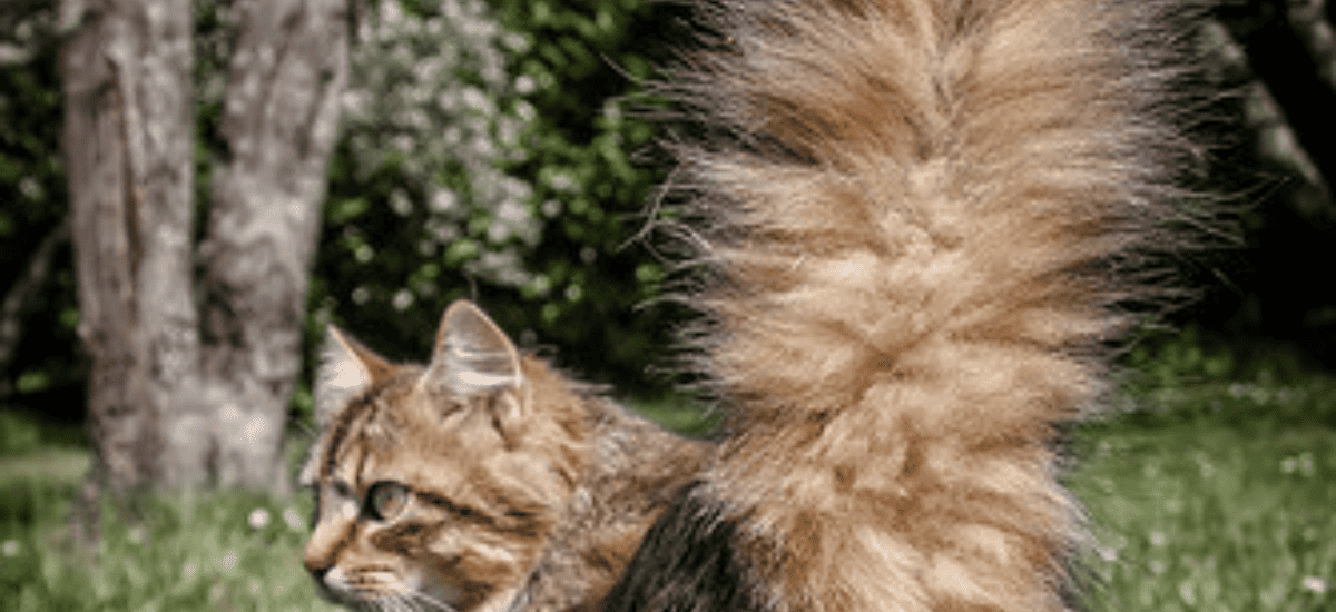 Fluffy Tail Cat Breeds: 20 Charming Cats For Cozy Cuddles!